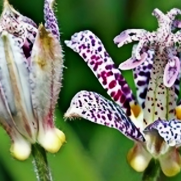 Toad Lily Seeds – Onsaleseeds