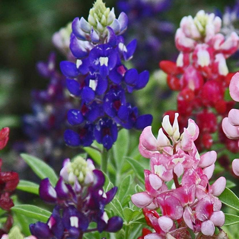 Texas Maroon Bluebonnet Seeds up to 50% | Onsaleseeds